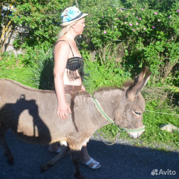 Ослики