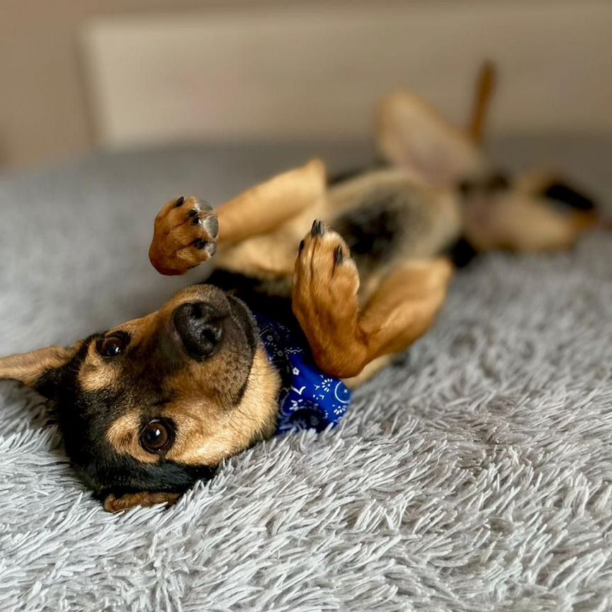 Маленький Кевин 1,5 года ищет дом