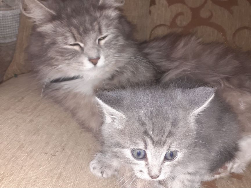 Котята
