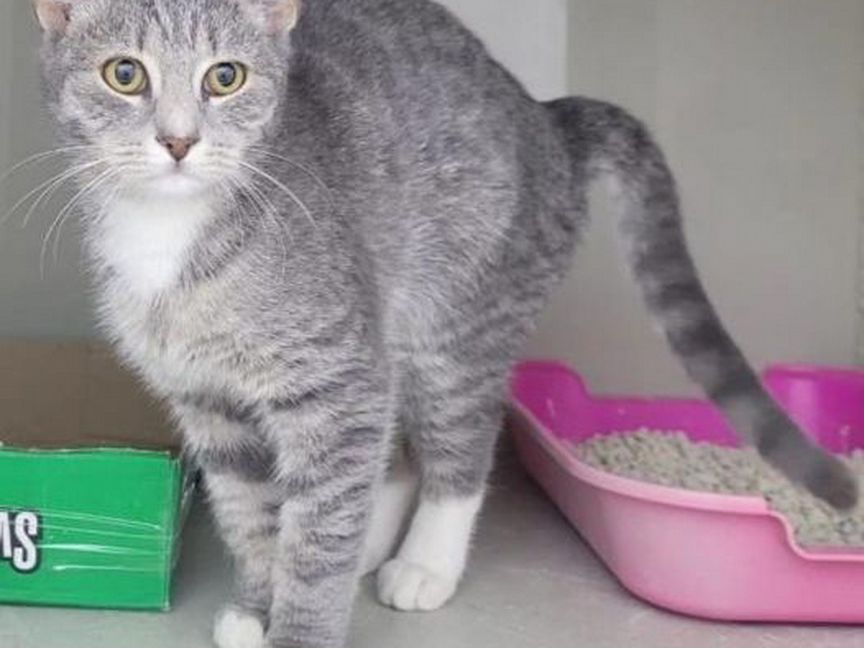 Котёнок, девочка, в добрые руки