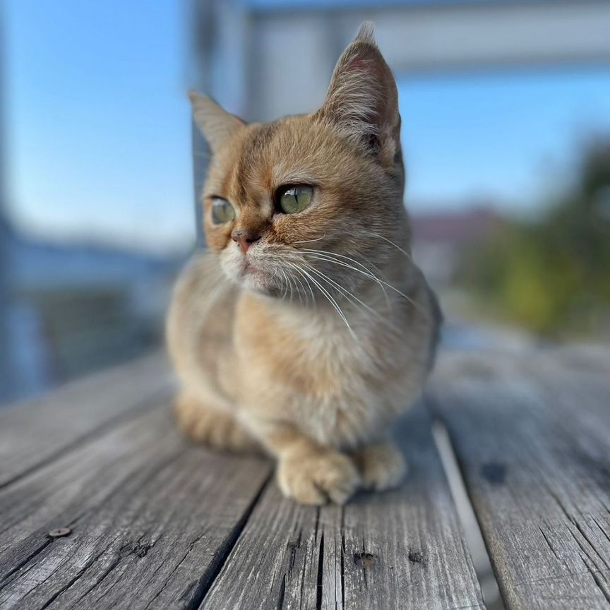 Найдена кошка, потеряшка