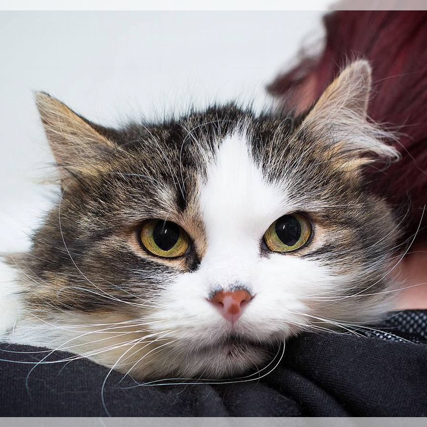 Кошечка с понимающим лицом