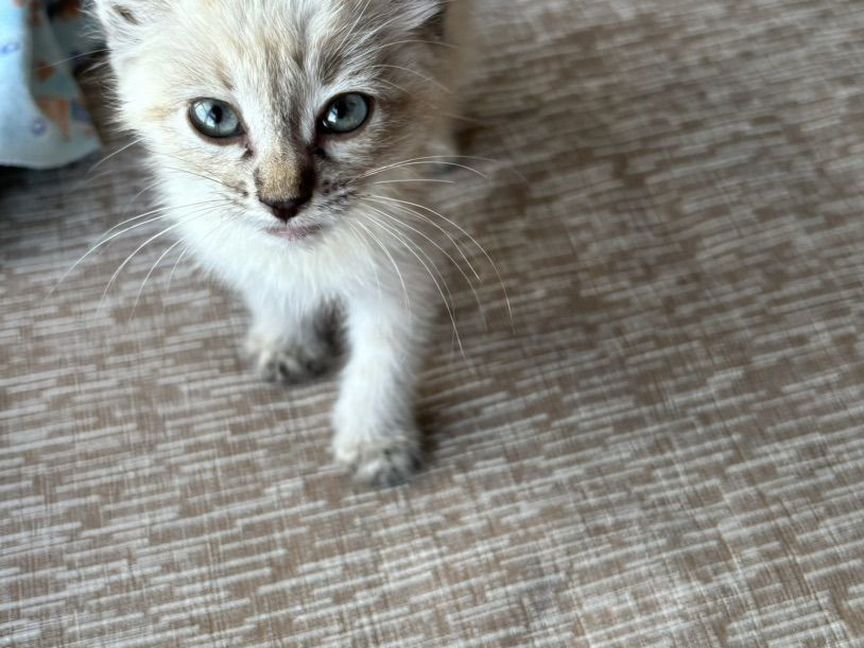 Котенок