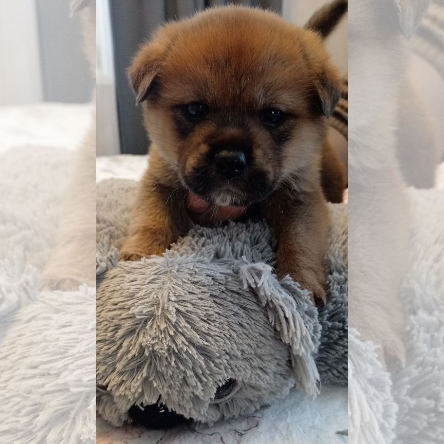 Акита-ину, щенок