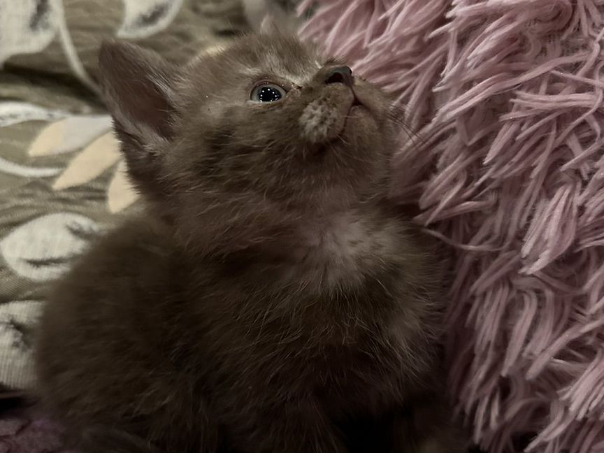 Британские котята