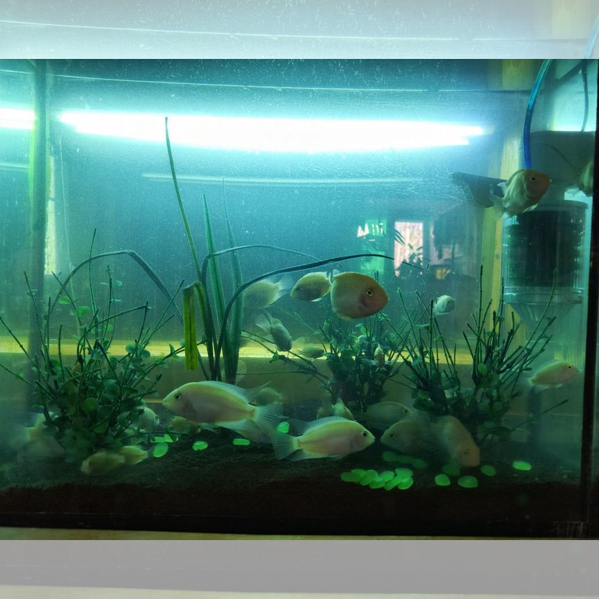 Отдам рыбок