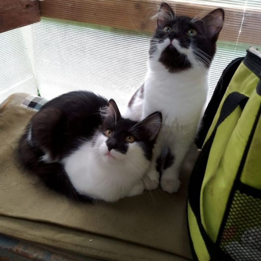 Котята подростки в добрые руки