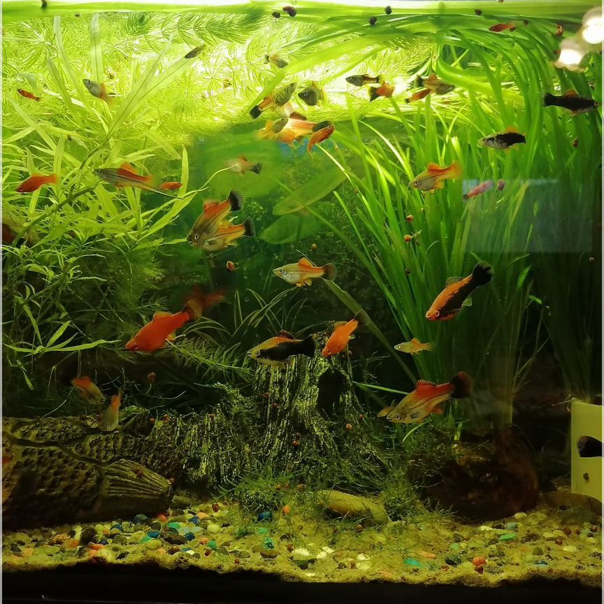 Аквариумные рыбки меченосцы