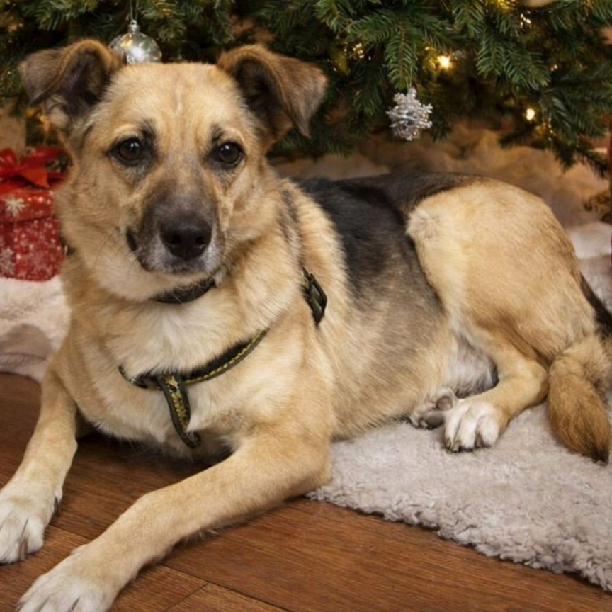 Взрослая собака в добрые руки