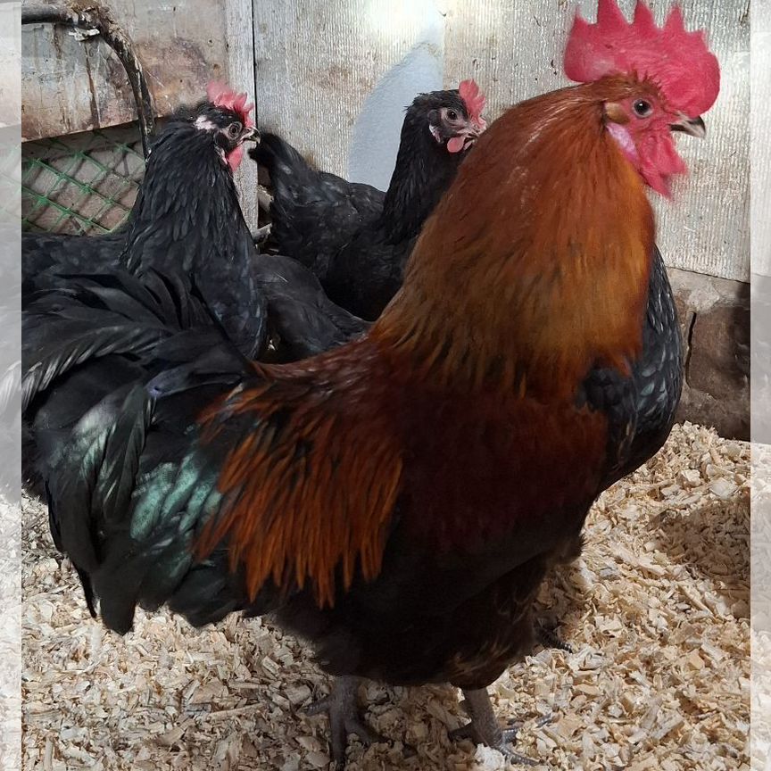 Молодые петухи