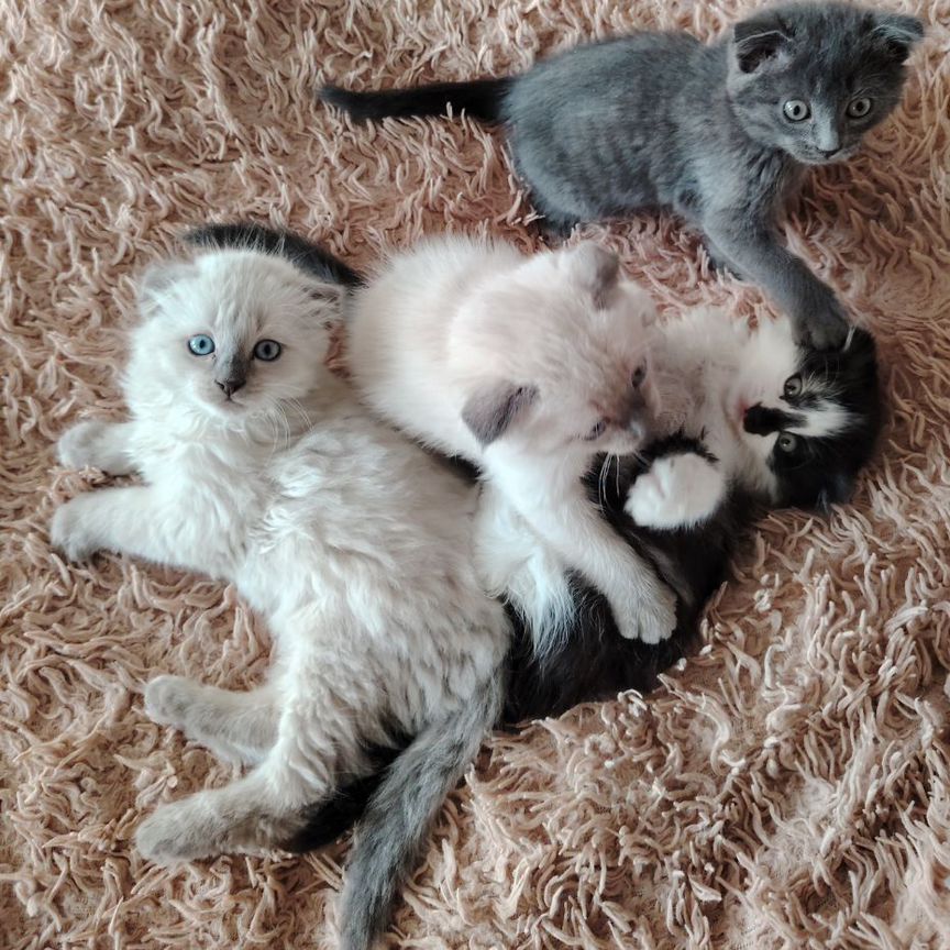 Шотландский вислоухий длинношёрстный котёнок