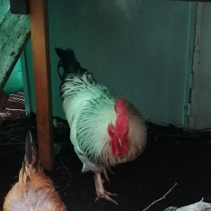 Куры петухи