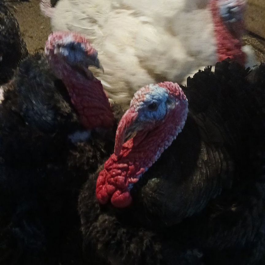 Семья индюков