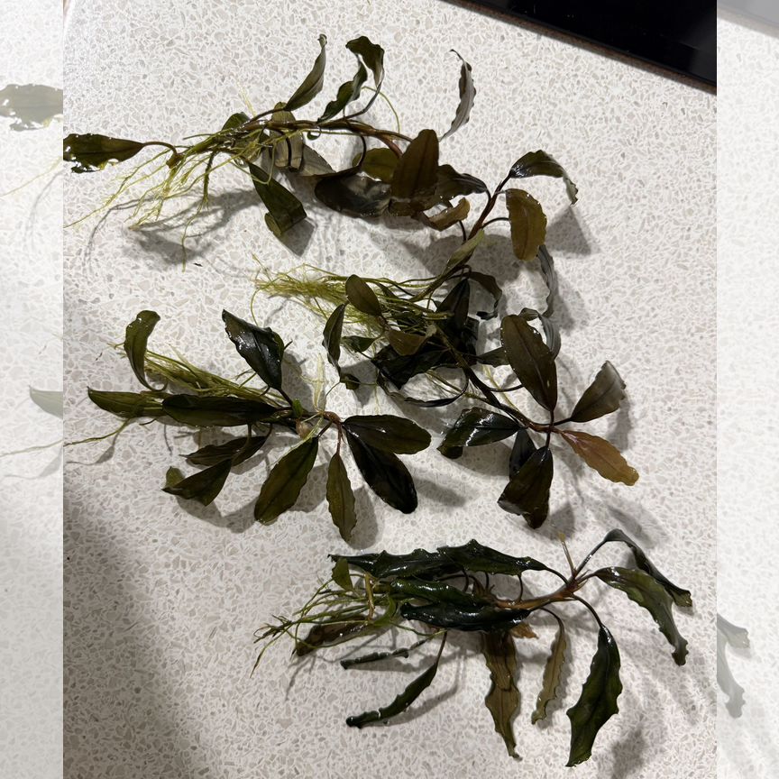 Аквариумное растение Буцефаландра