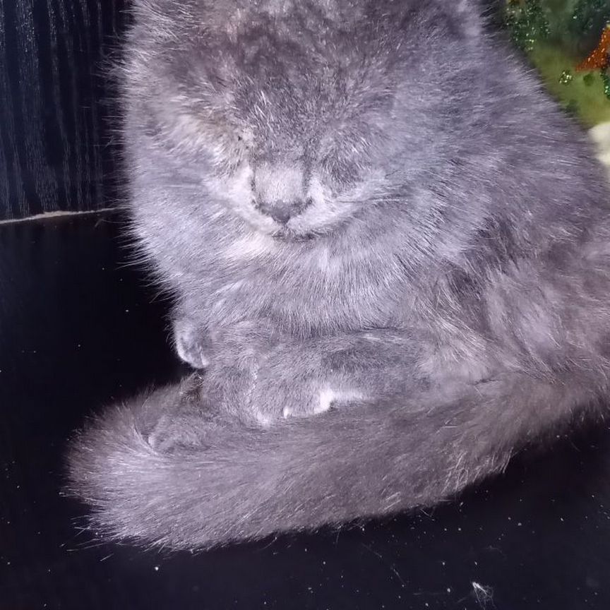 Отдам котенка в добрые руки в короткий срок