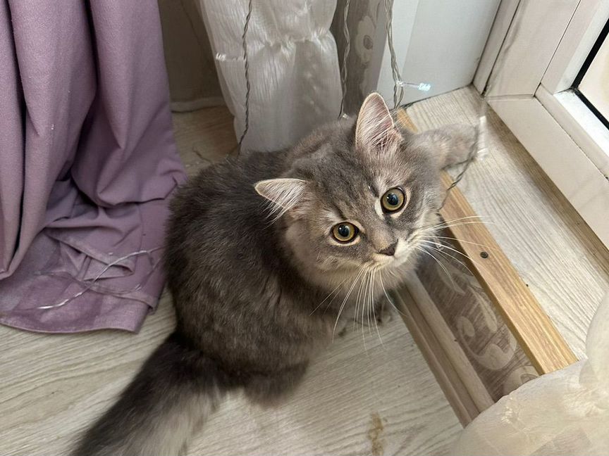 Метис британского котенка