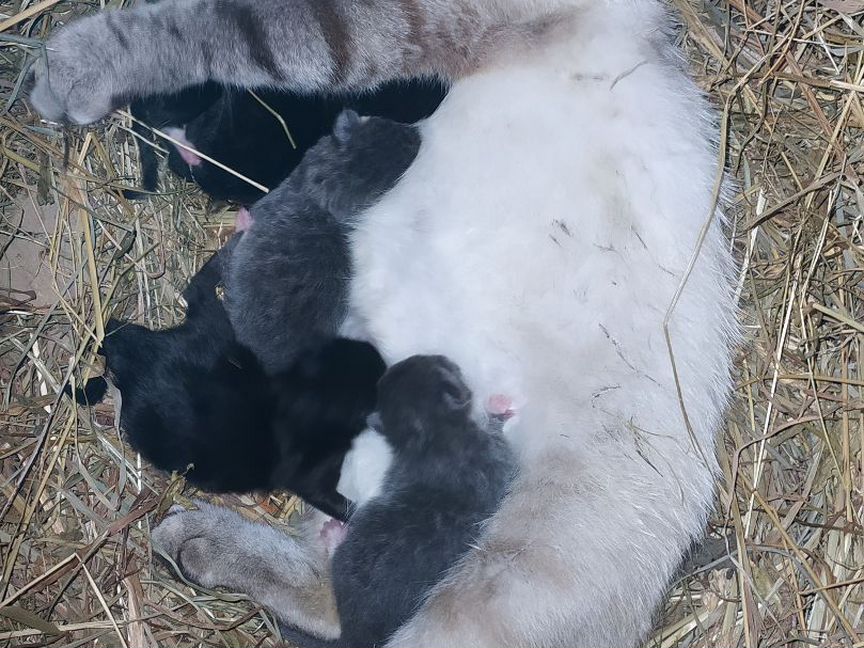 Котята в добрые руки