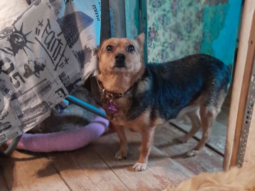 Добрая ласковая маленькая собака