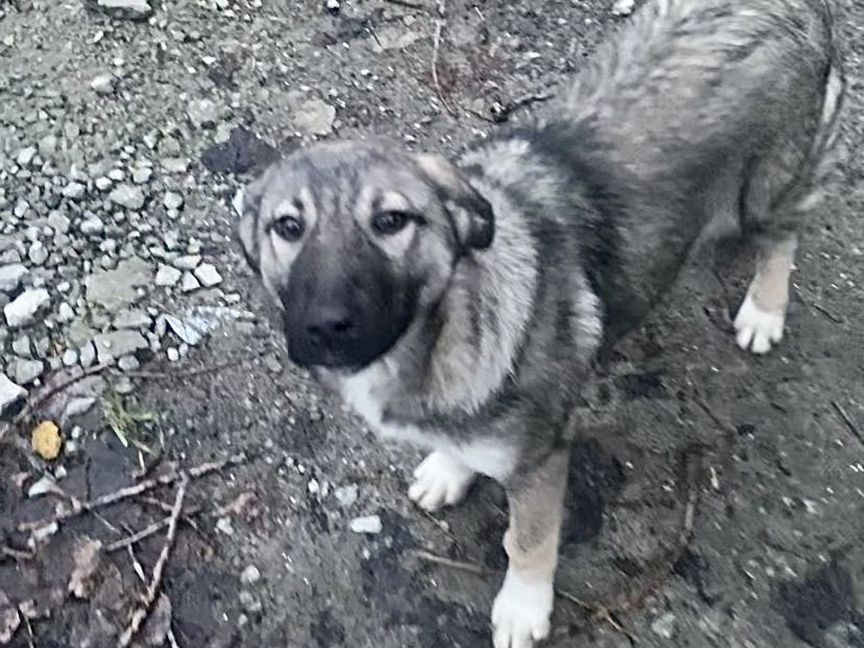 Собака (щенок) 3 месяца умная девочка