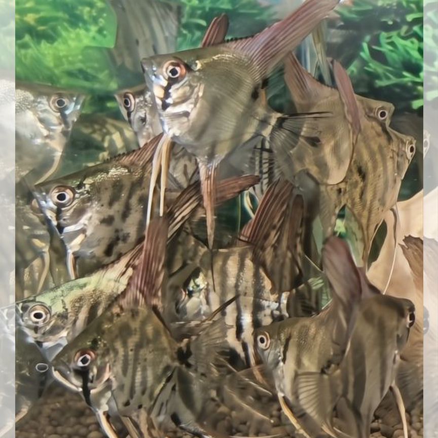 Рыбки скалярии