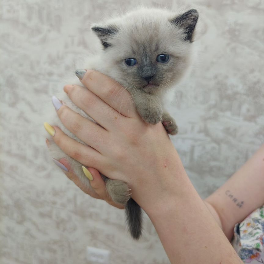 Котик тайский