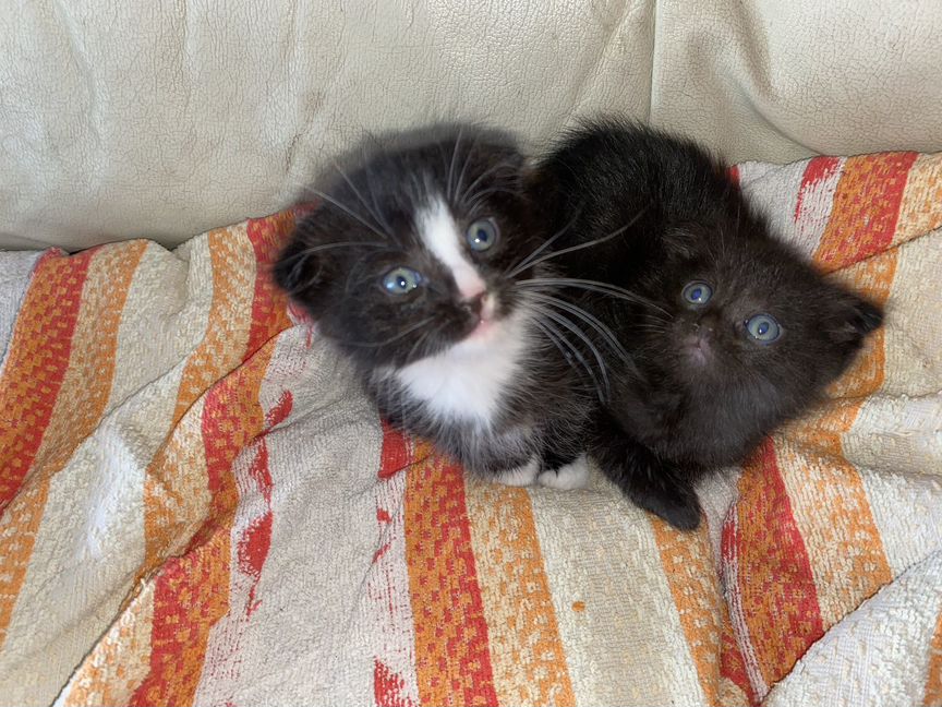 Отдам вислоухих котят в добрые руки