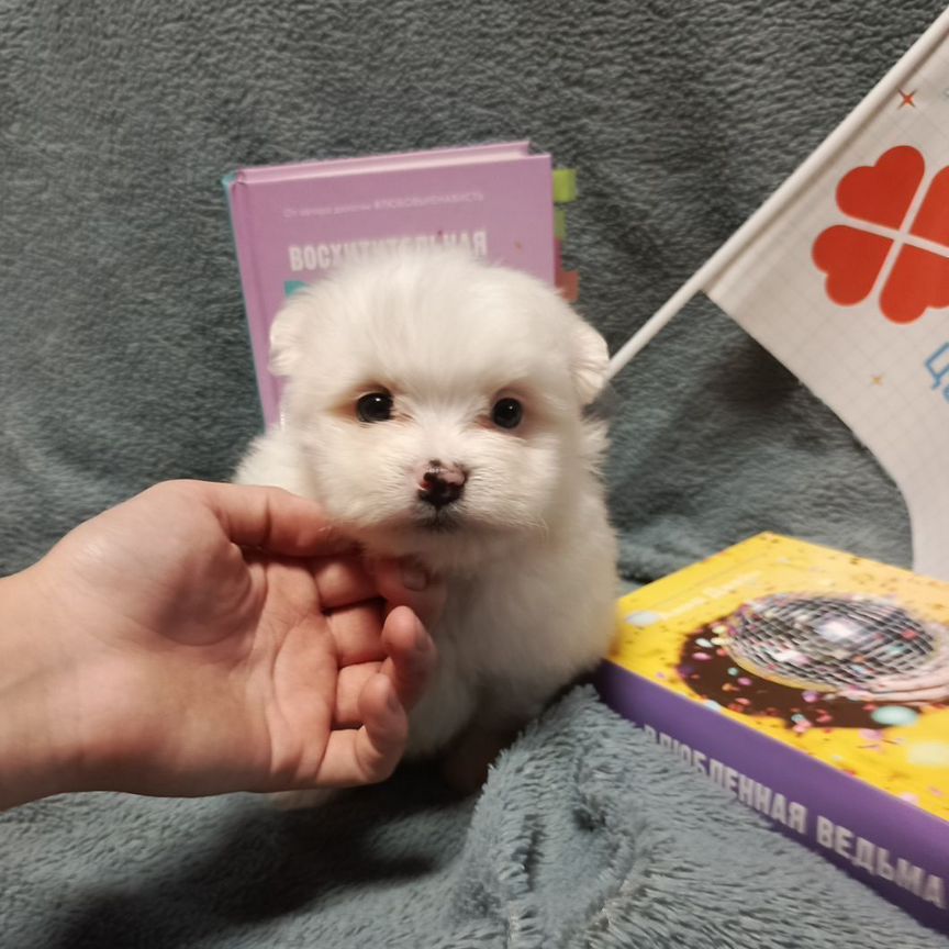 Мальчик белый малтипу F1