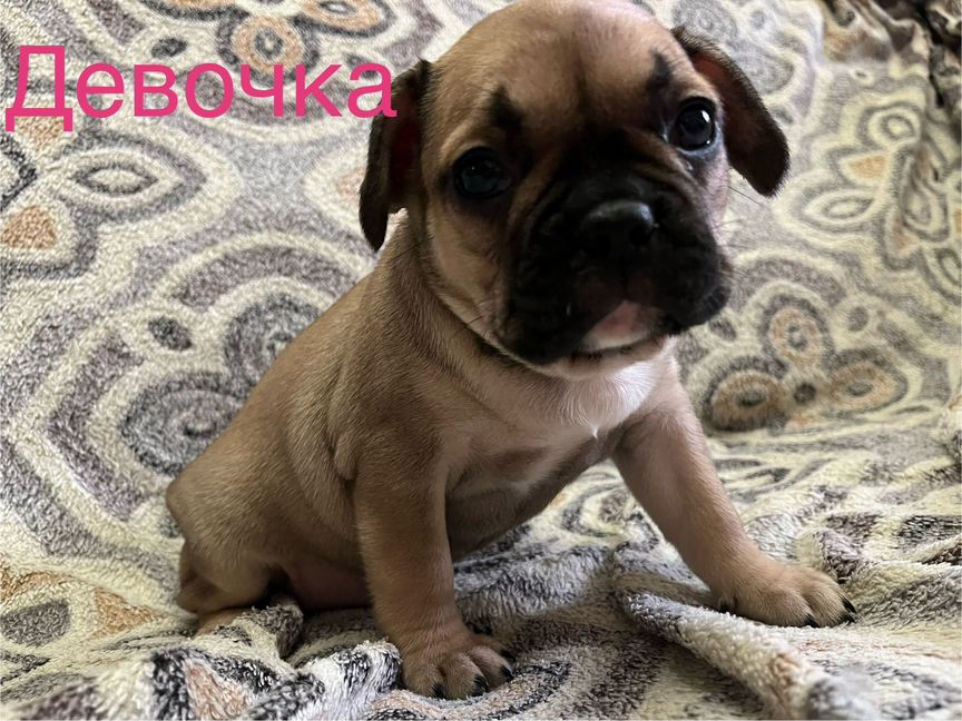 Французский бульдог