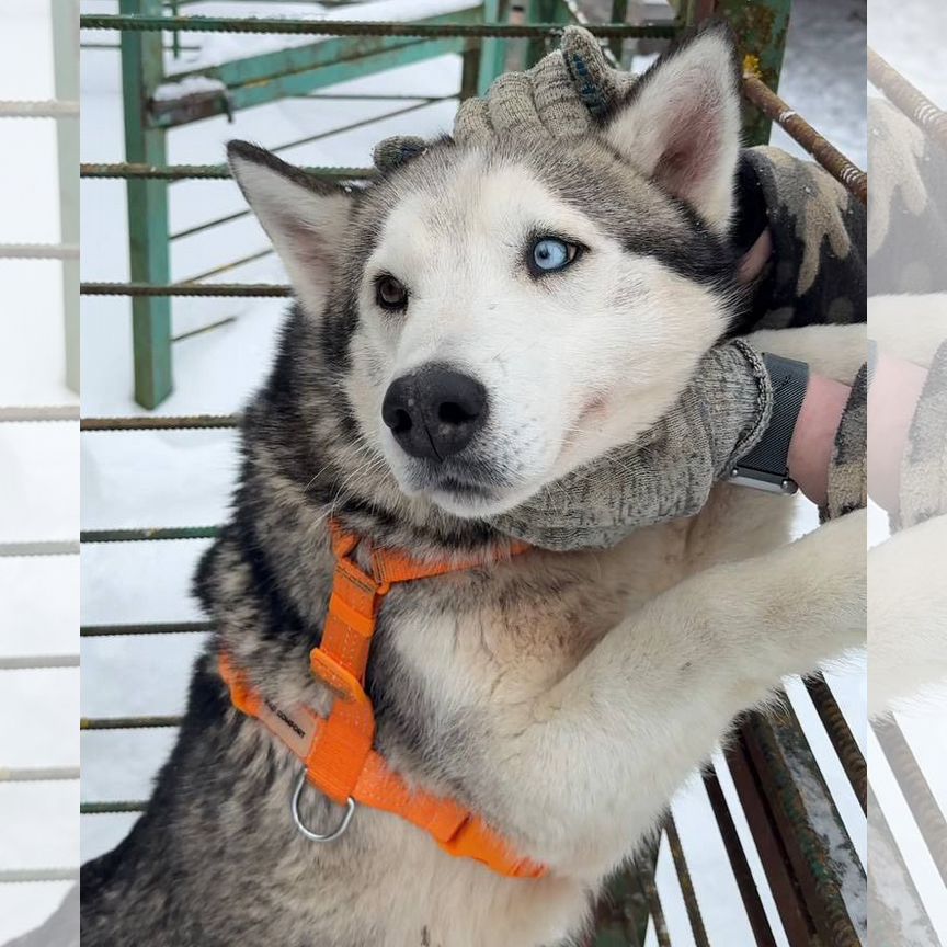 Сибирский хаски, взрослый пёс