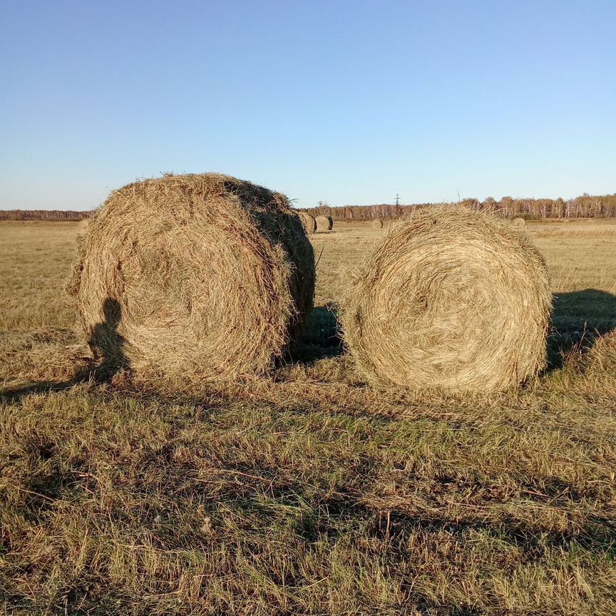 Сено