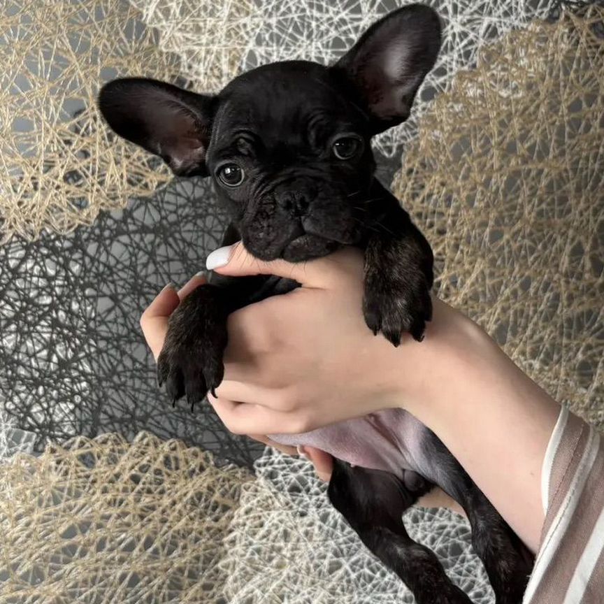 Французский бульдог, щенок