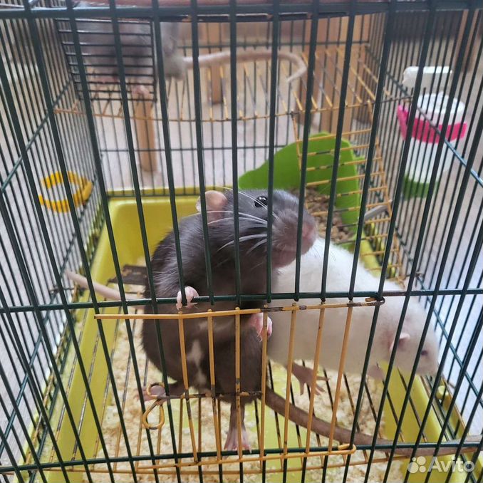 Крыса дамбо мальчик