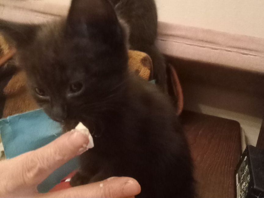 Котята в дар