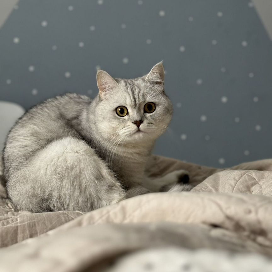 Шотландец скотиш-страйт