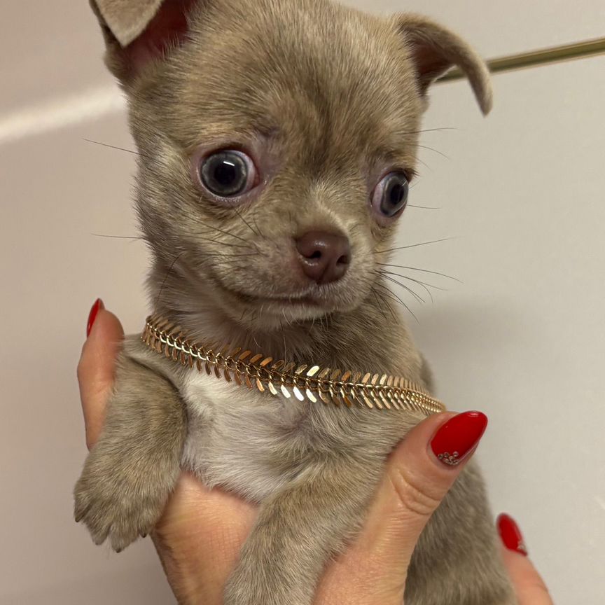 Мальчик чихуахуа