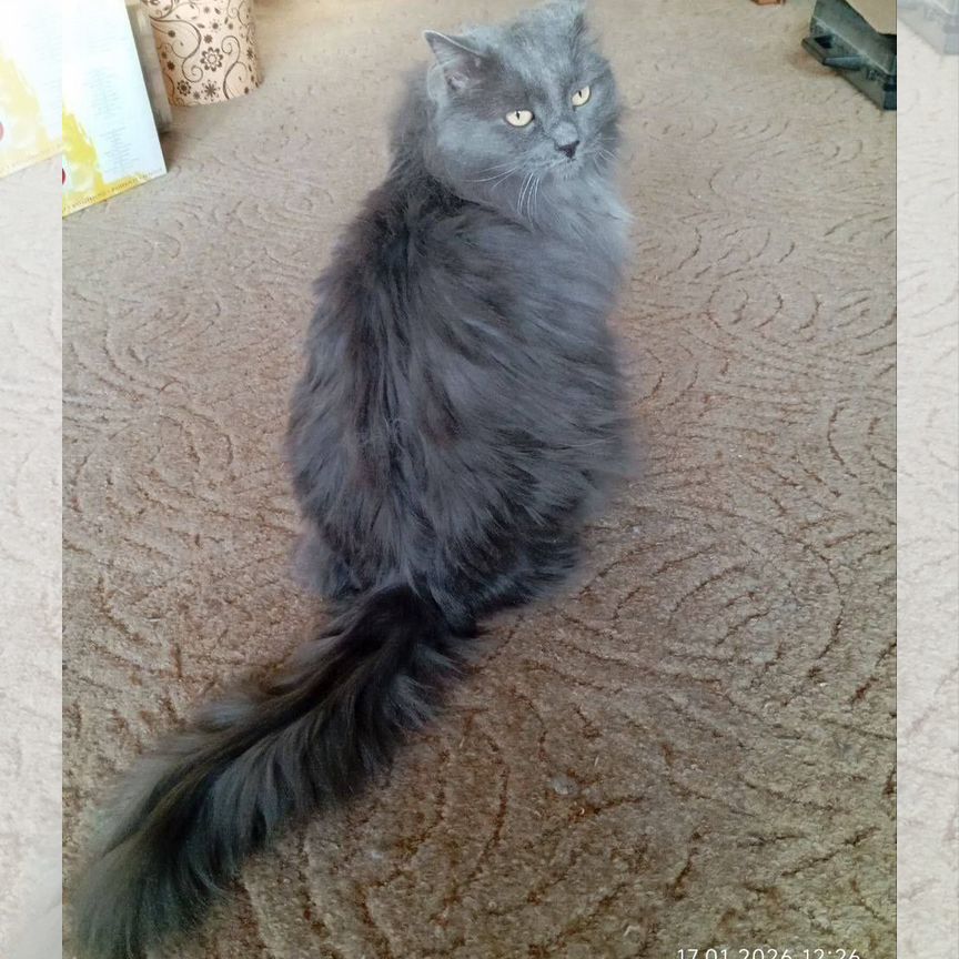 Взрослая, кошка в добрые руки