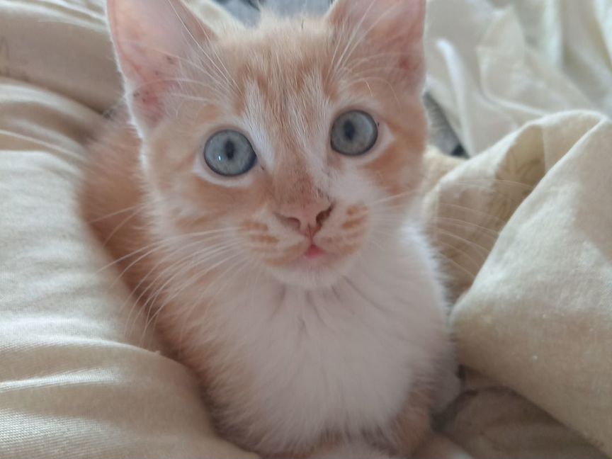 Рыжий котик в добрые руки