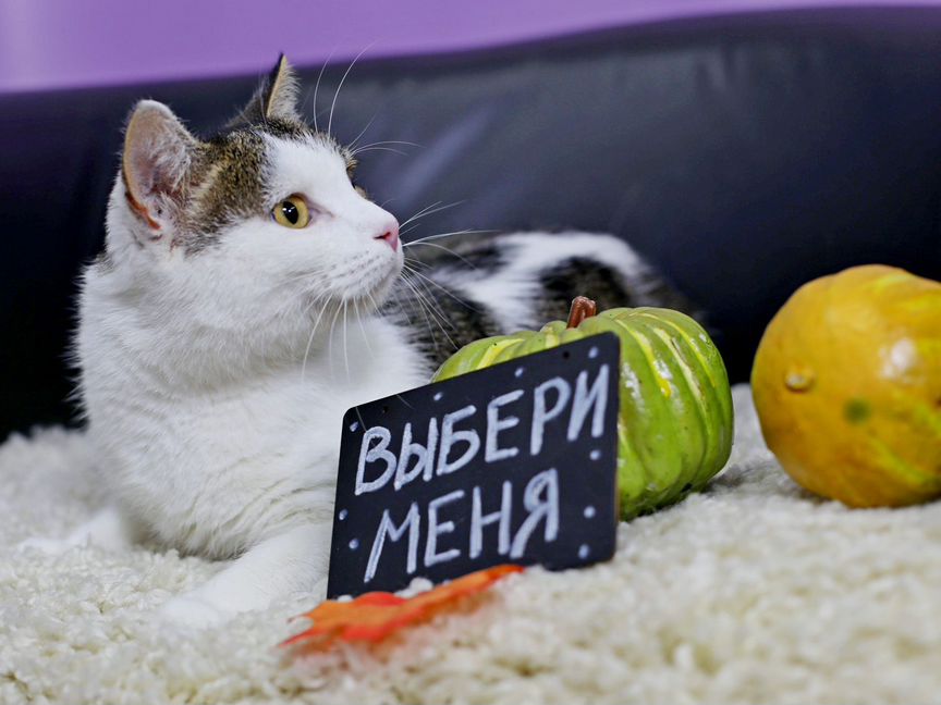 Мари ищет дом