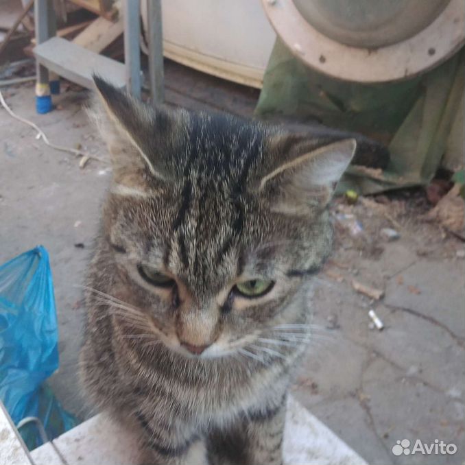 Кот Вася в добрые руки