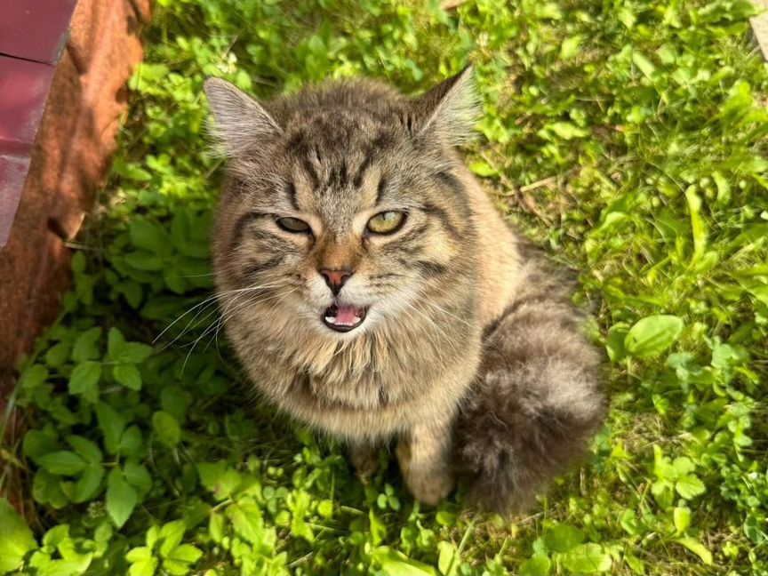 Котенок 8 месяцев