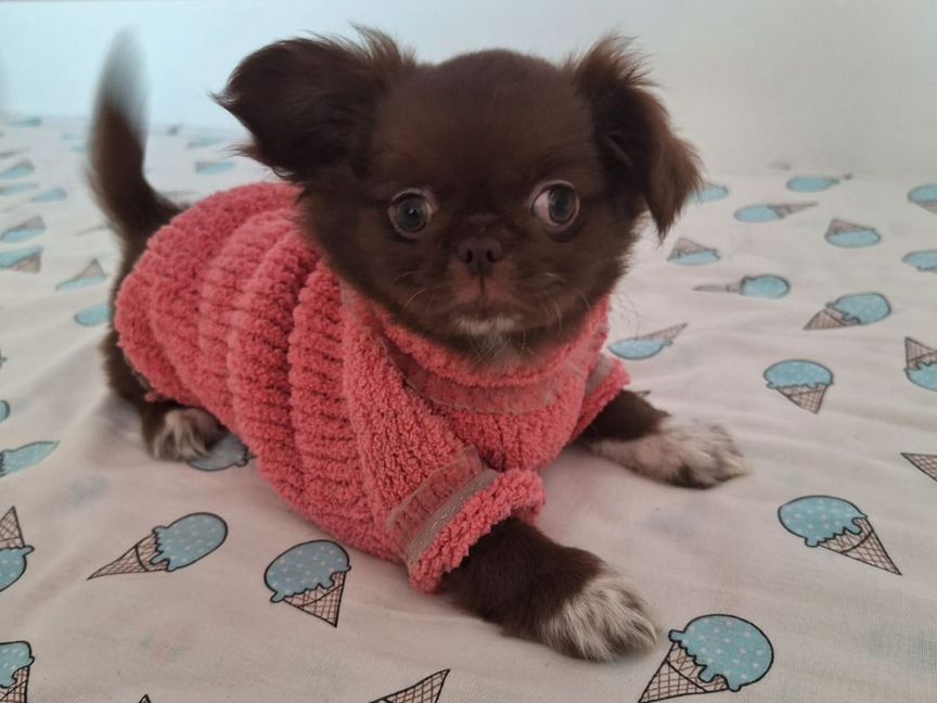 Девочка чихуахуа милочка