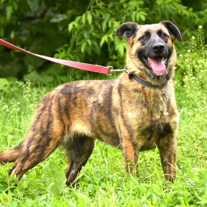 Тигровая красавица из приюта