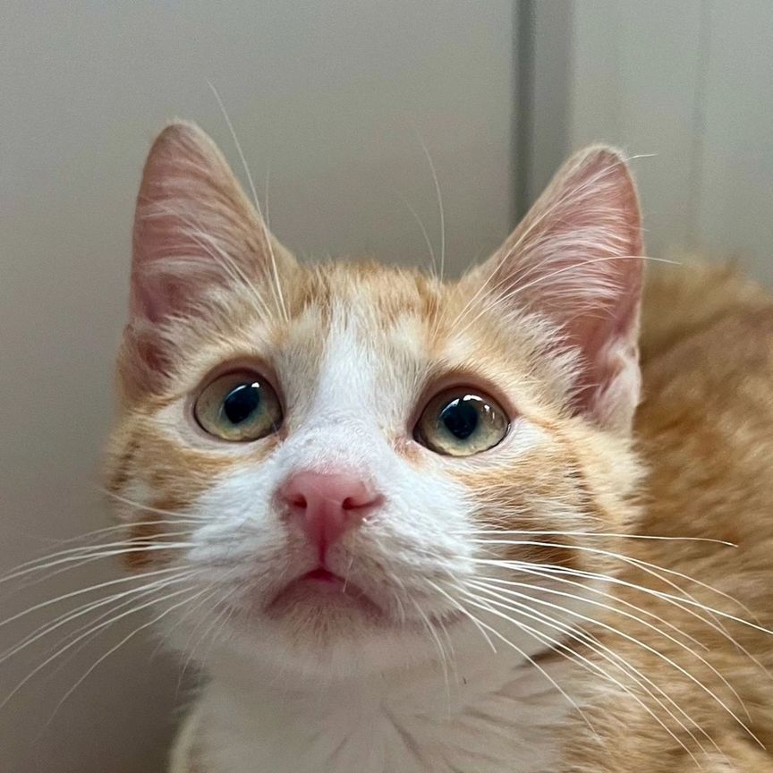 Лучик солнышка в семью