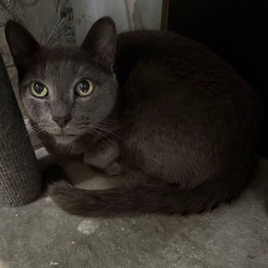 Взрослый кот в добрые руки