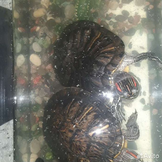 Красноухая черепахи с аквариумом