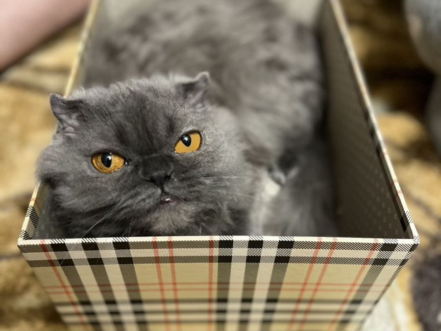 Ищем жениха на вязку