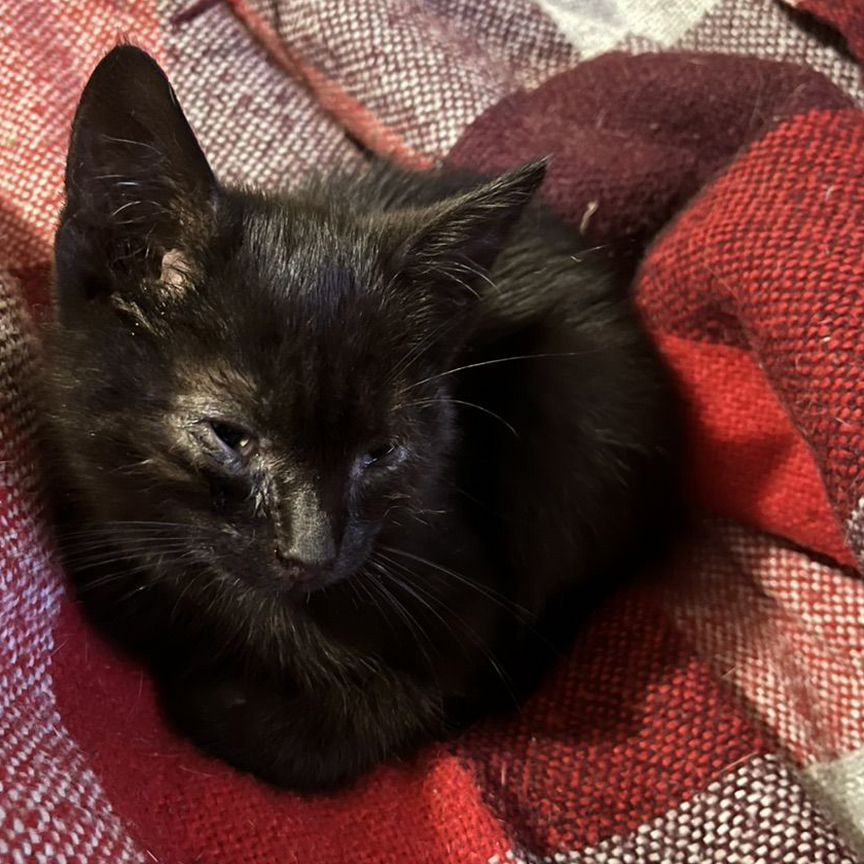 Котенок черный мальчик