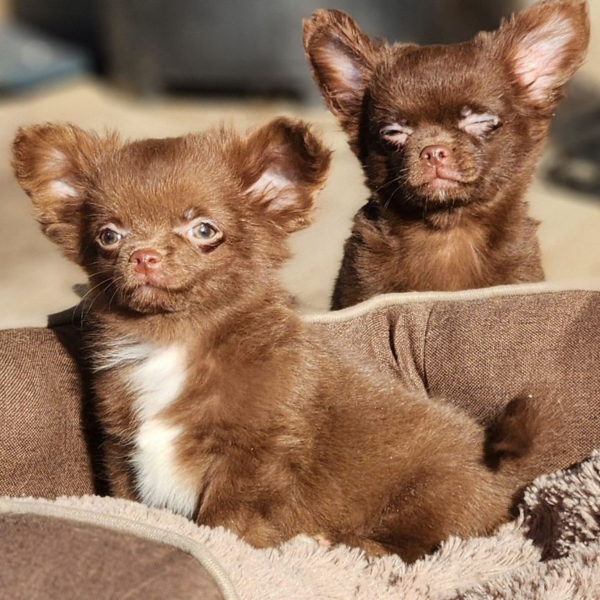 Чихуахуа, щенок