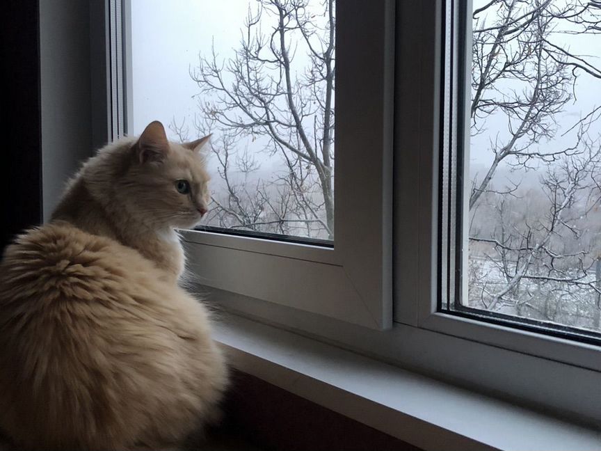 Кошка