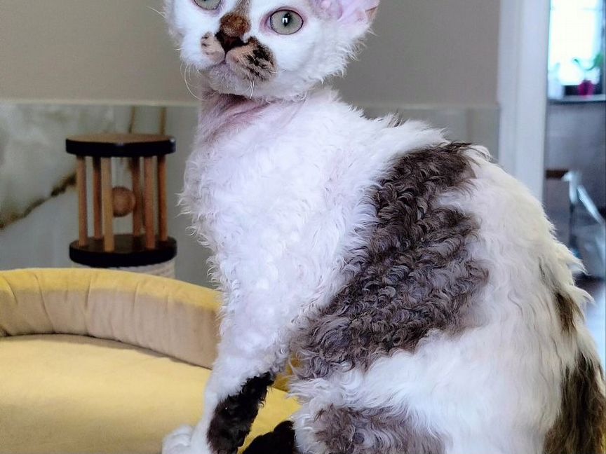 Девон-рекс котёнок